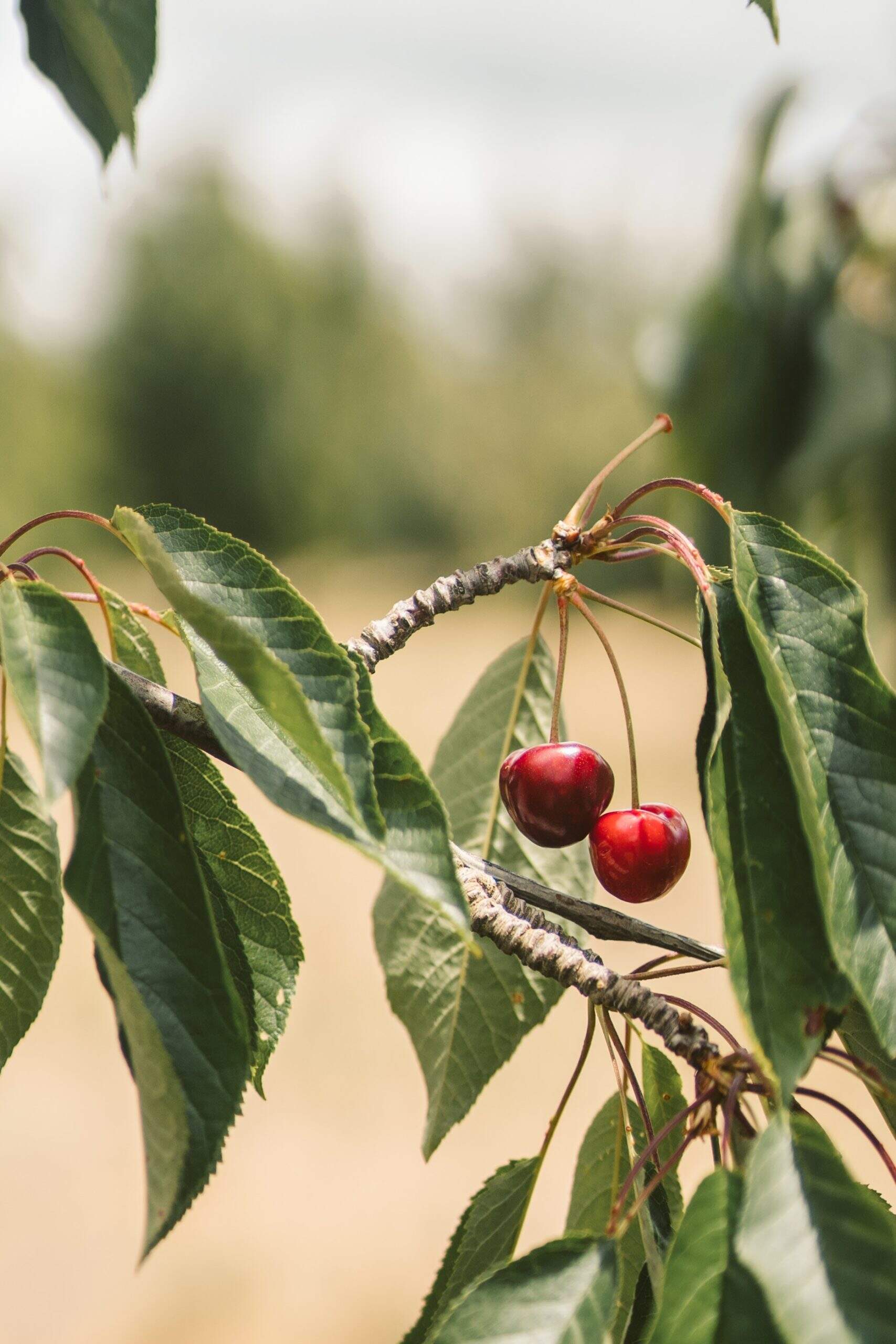 Quels sont les bienfaits de la cerise ? ~ Blog de Medoucine