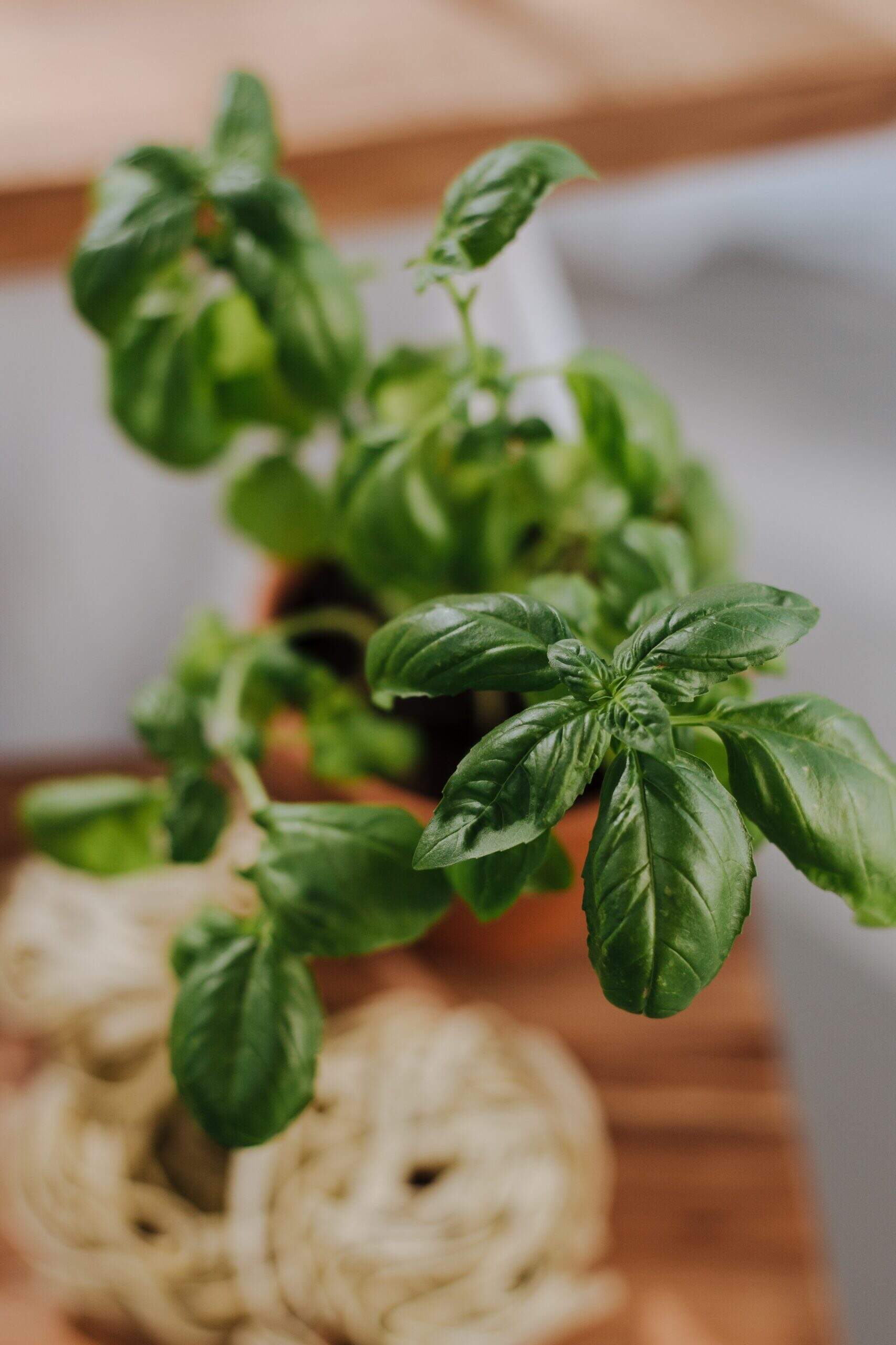 Quels sont les bienfaits du basilic ? ~ Blog de Medoucine